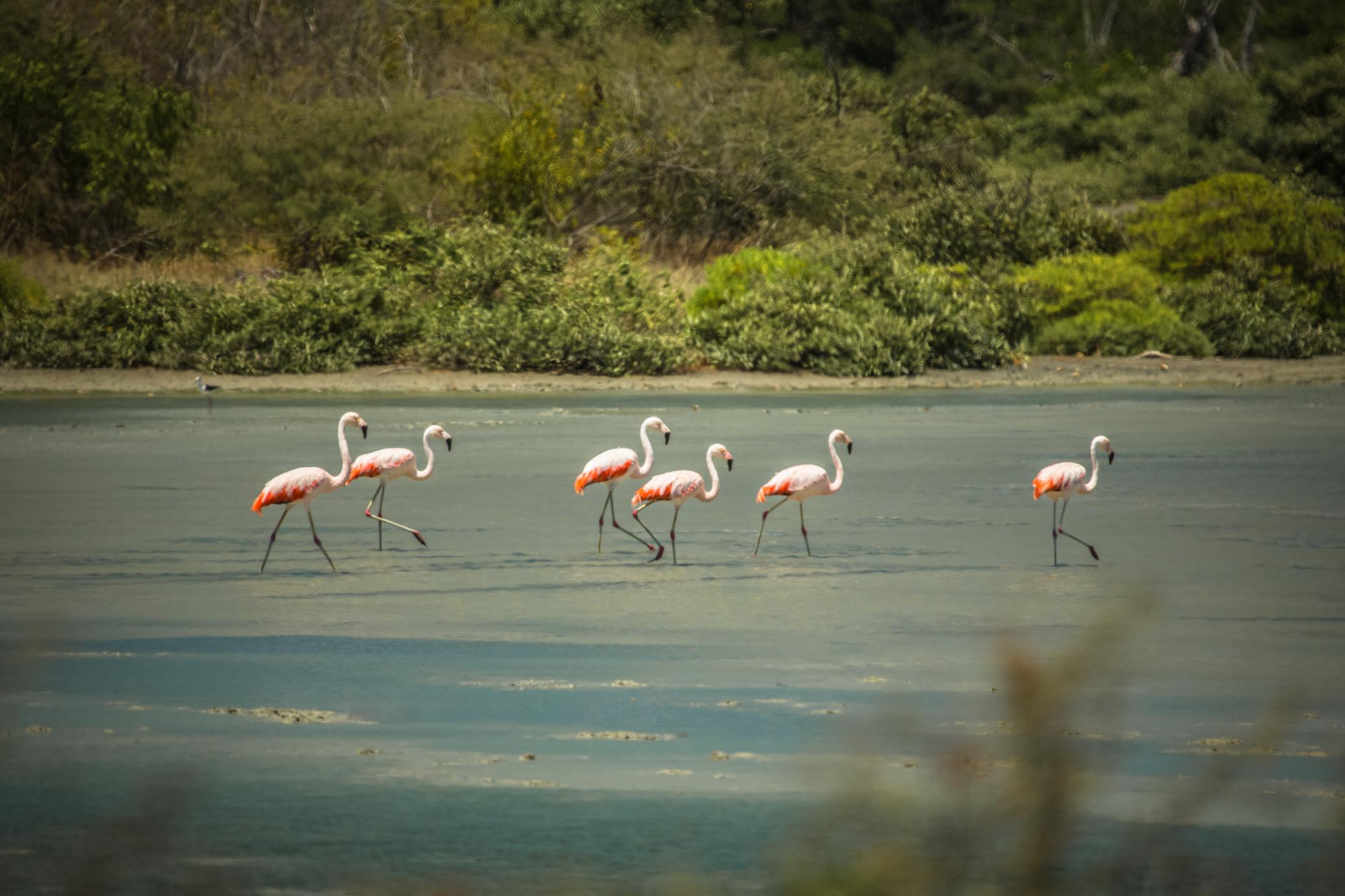 Descubre los manglares de Tumbes » Blog Oficial